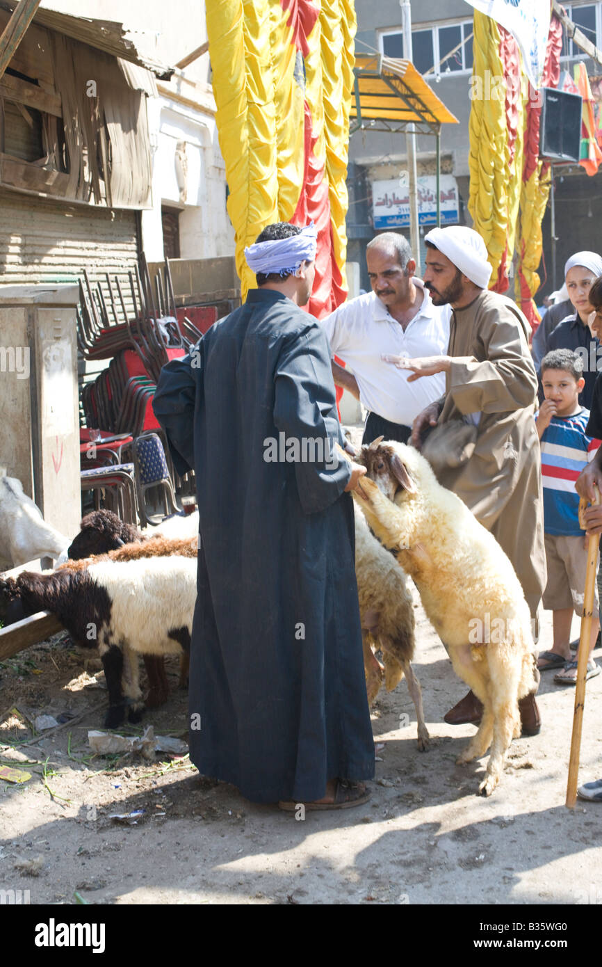 seller and buyer of sheep for Ramadan holiday in poor area of Cairo ...