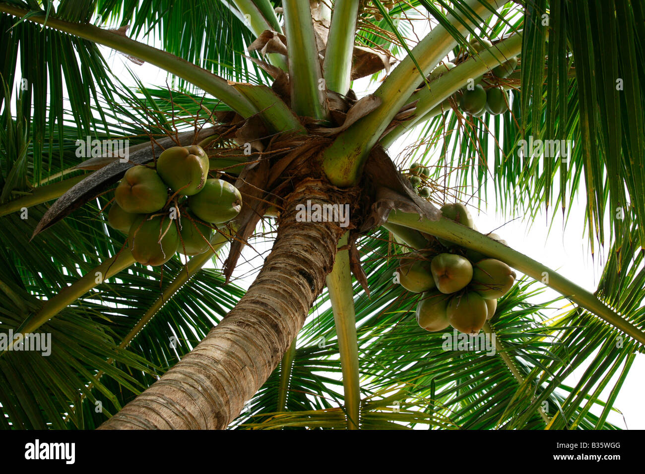 Coconut tree with fruits Stock Photo - Alamy