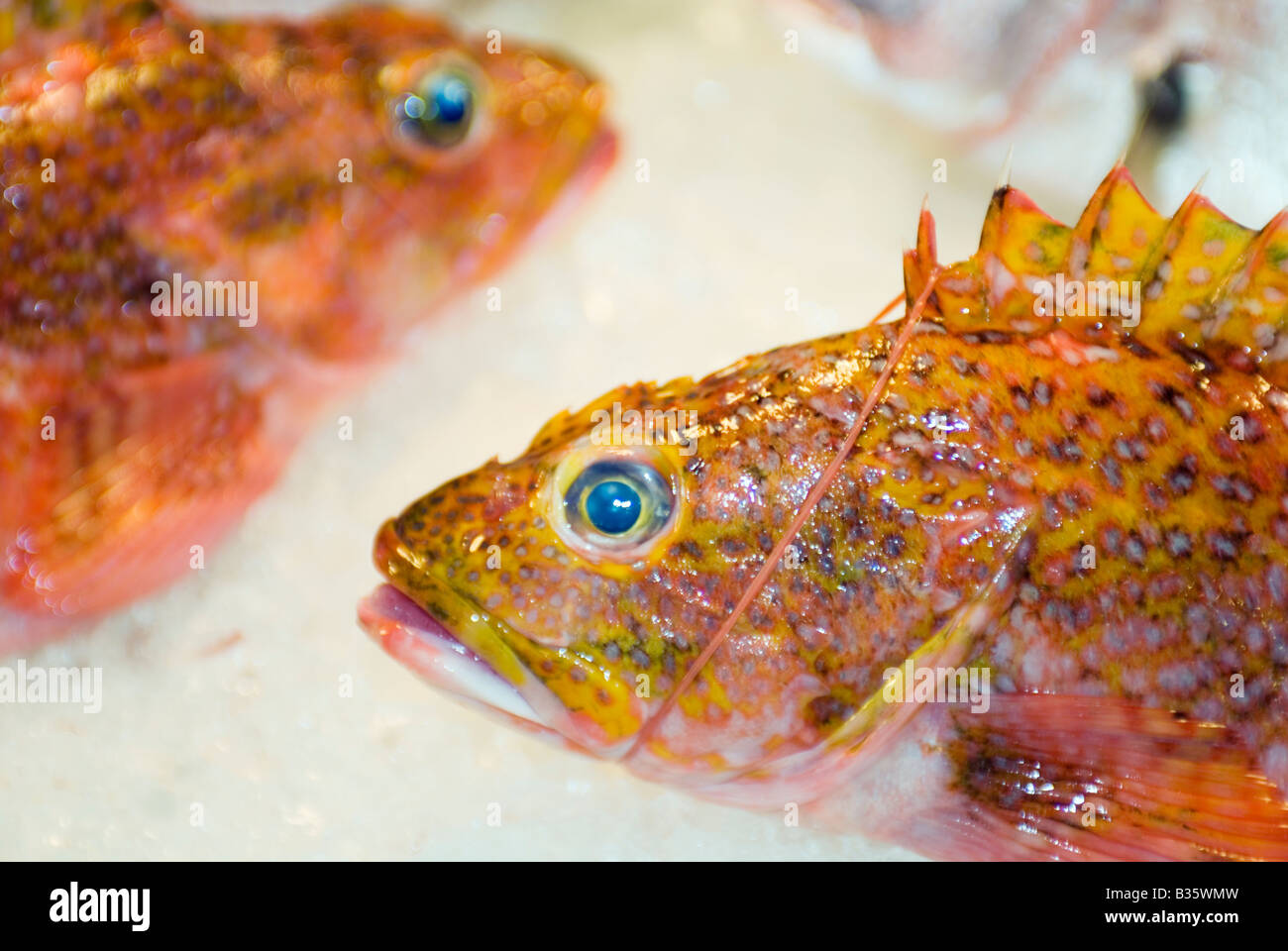 Fresh fish on ice on display in fish market, Taiwan Stock Photo - Alamy