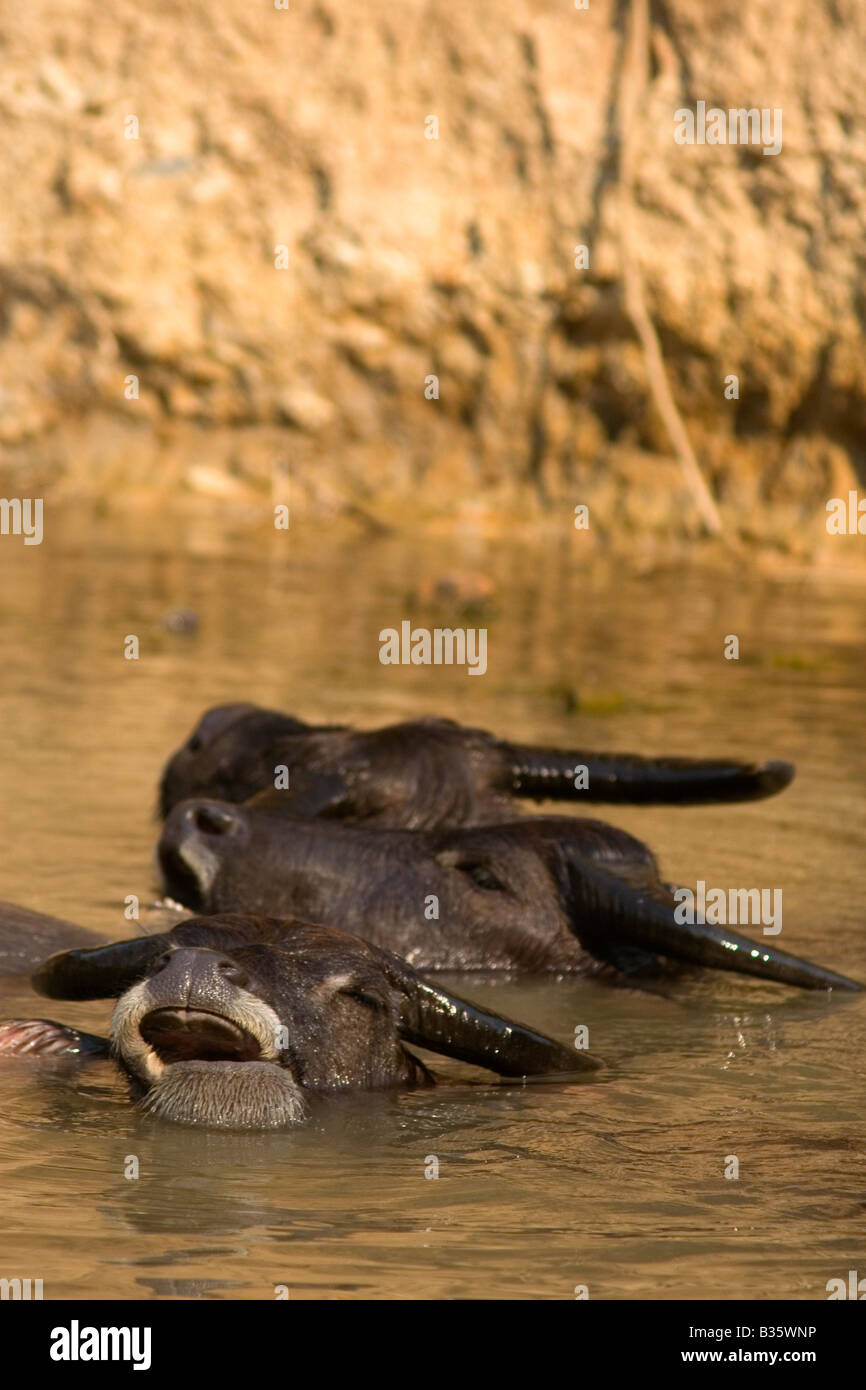 THAI BUFFALO BATHING Stock Photo - Alamy