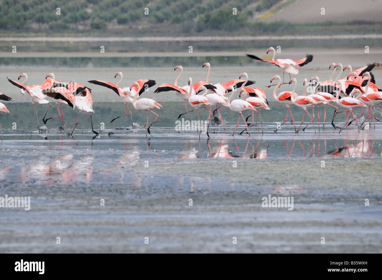 a picture of a several flamingos Stock Photo - Alamy