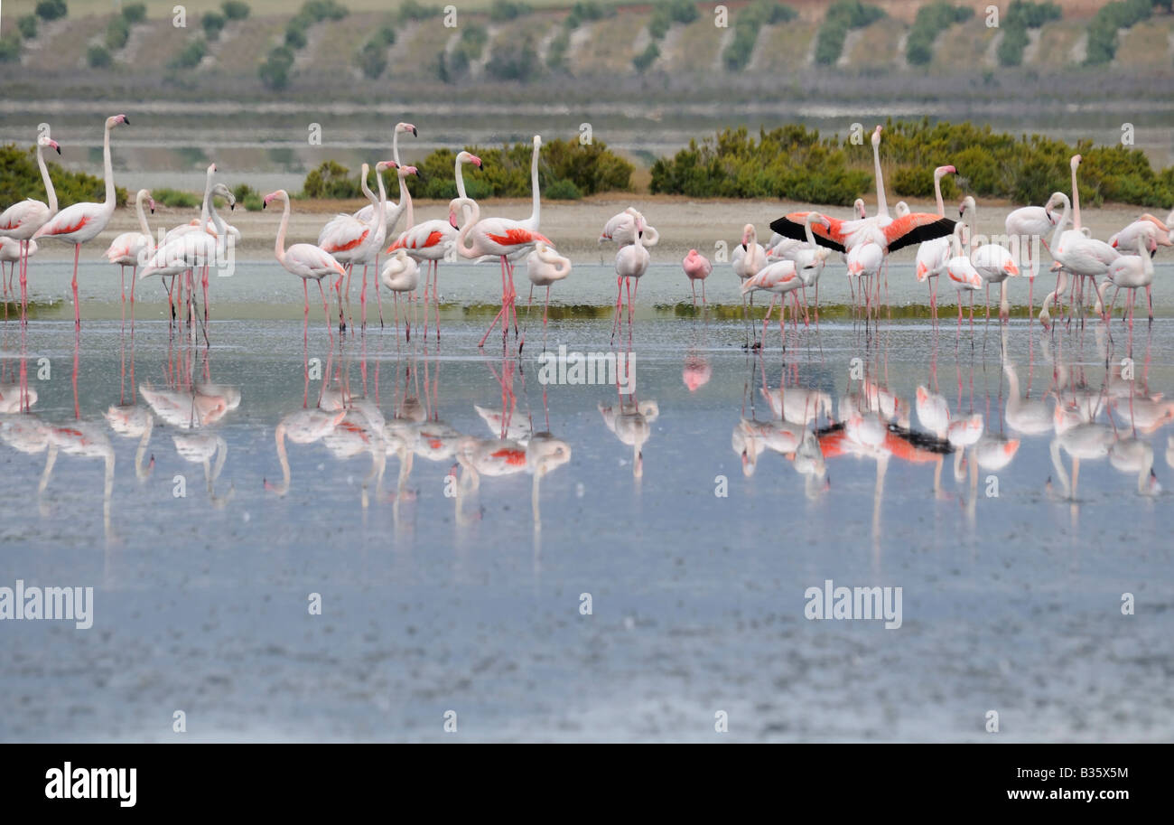 a picture of a several flamingos Stock Photo - Alamy