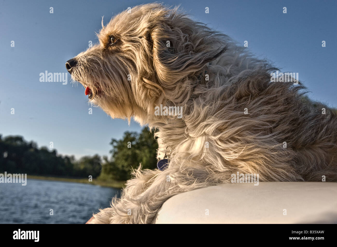 Dog on boat ride Stock Photo - Alamy