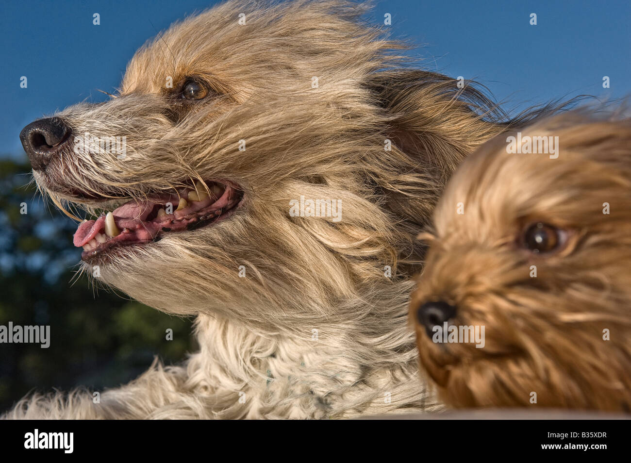Dogs on boat ride Stock Photo - Alamy