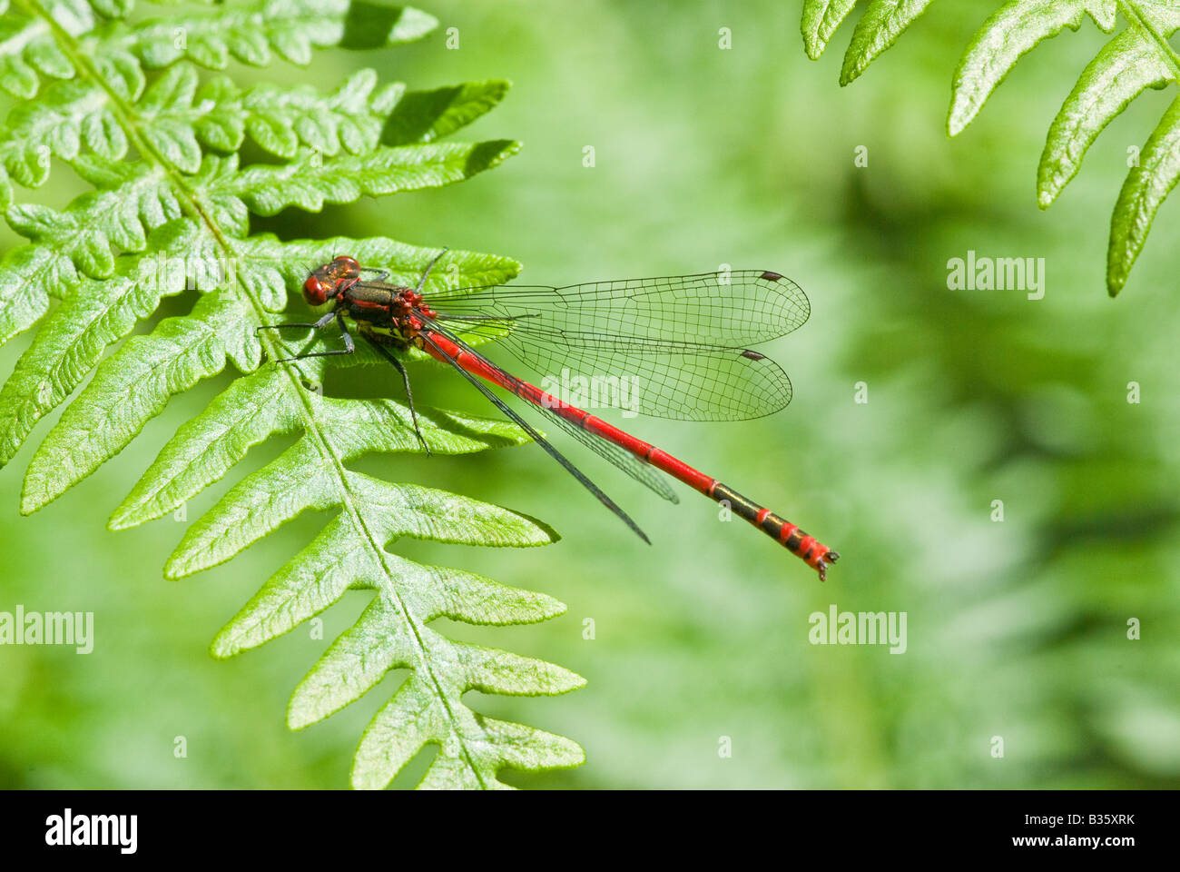 Large Red Damselfly Stock Photo - Alamy