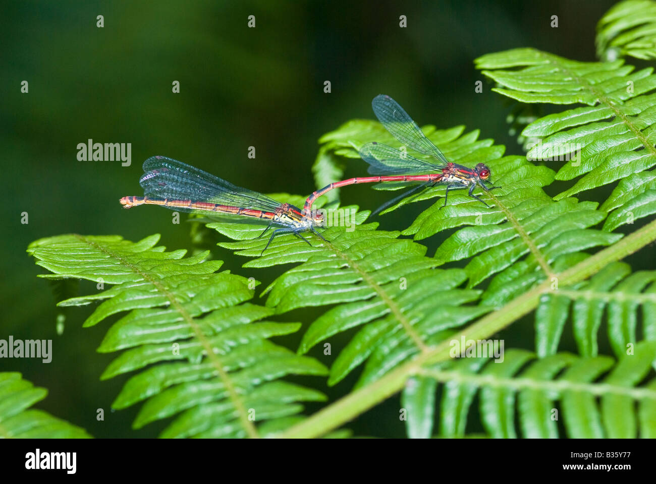Damselflies mating hi-res stock photography and images - Alamy