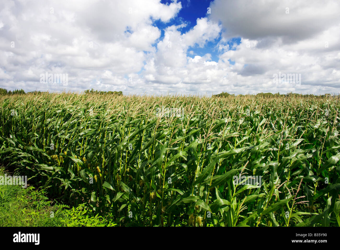 maize corn field Stock Photo - Alamy