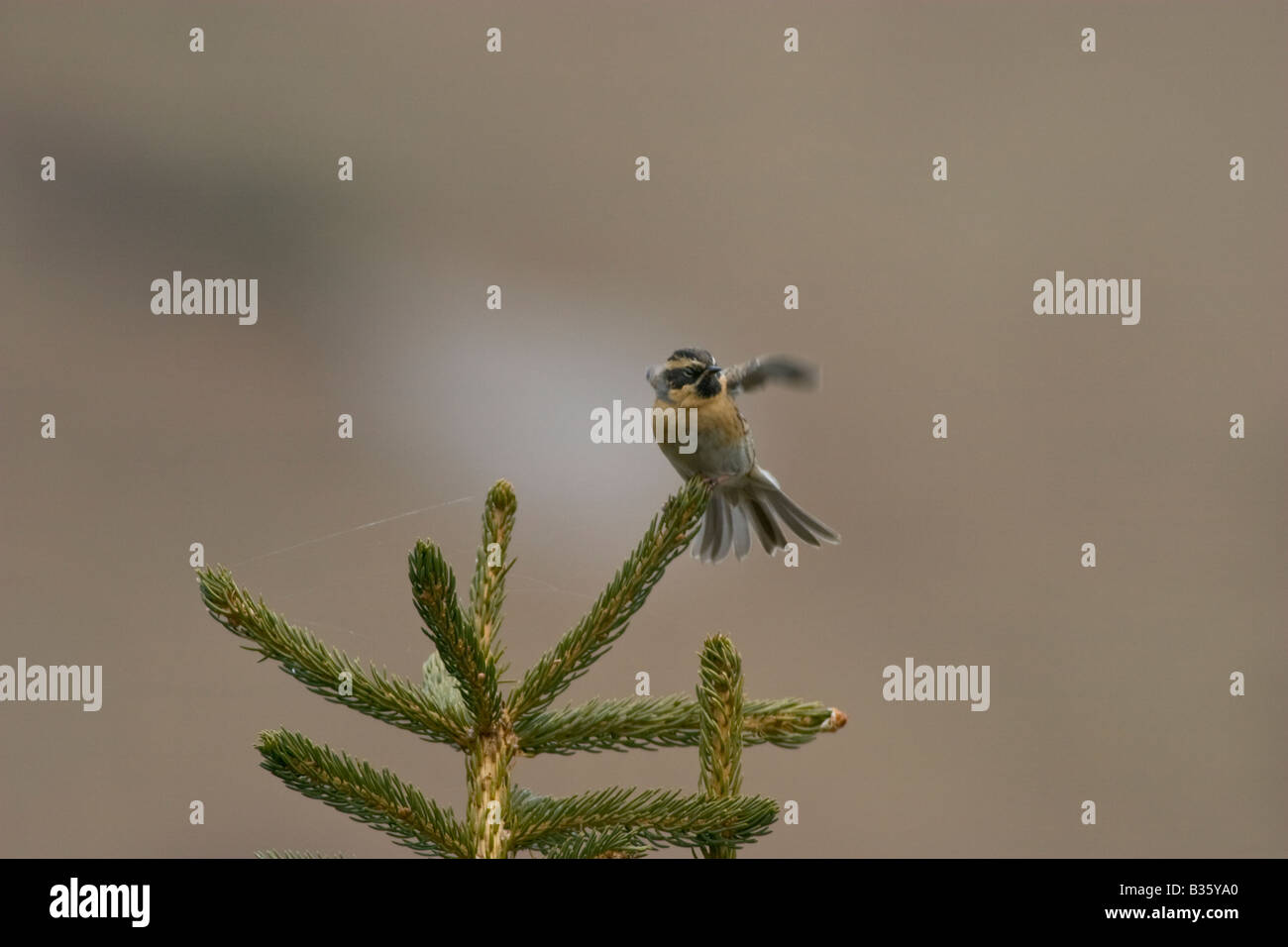 Black throated accentor hi-res stock photography and images - Alamy