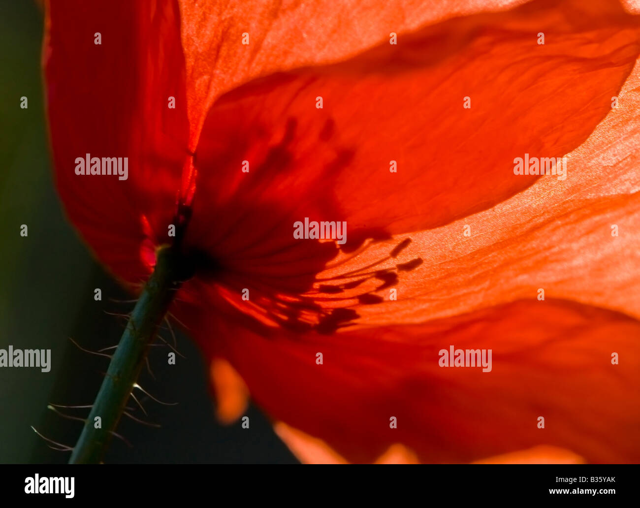 See through flower transparent hi-res stock photography and images - Alamy