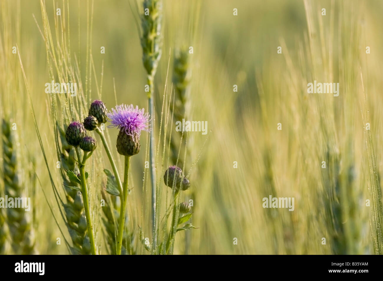 Thistle in a wheat field Stock Photo - Alamy