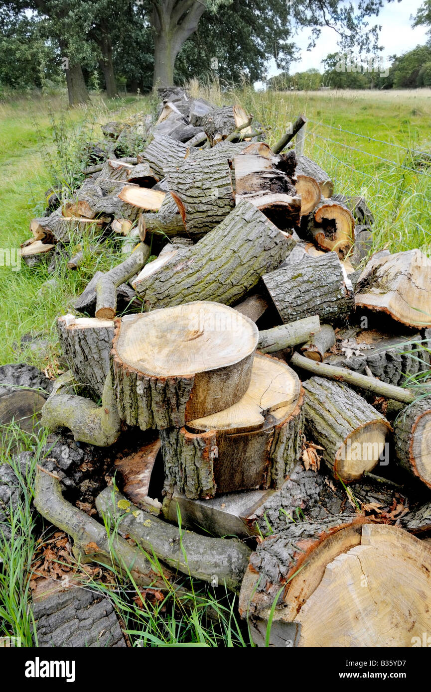 cut logs in forest firewood timber forestry Stock Photo - Alamy