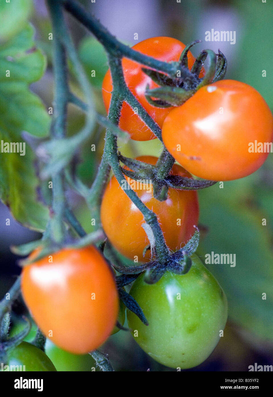 Green plum tomatoes hi-res stock photography and images - Alamy