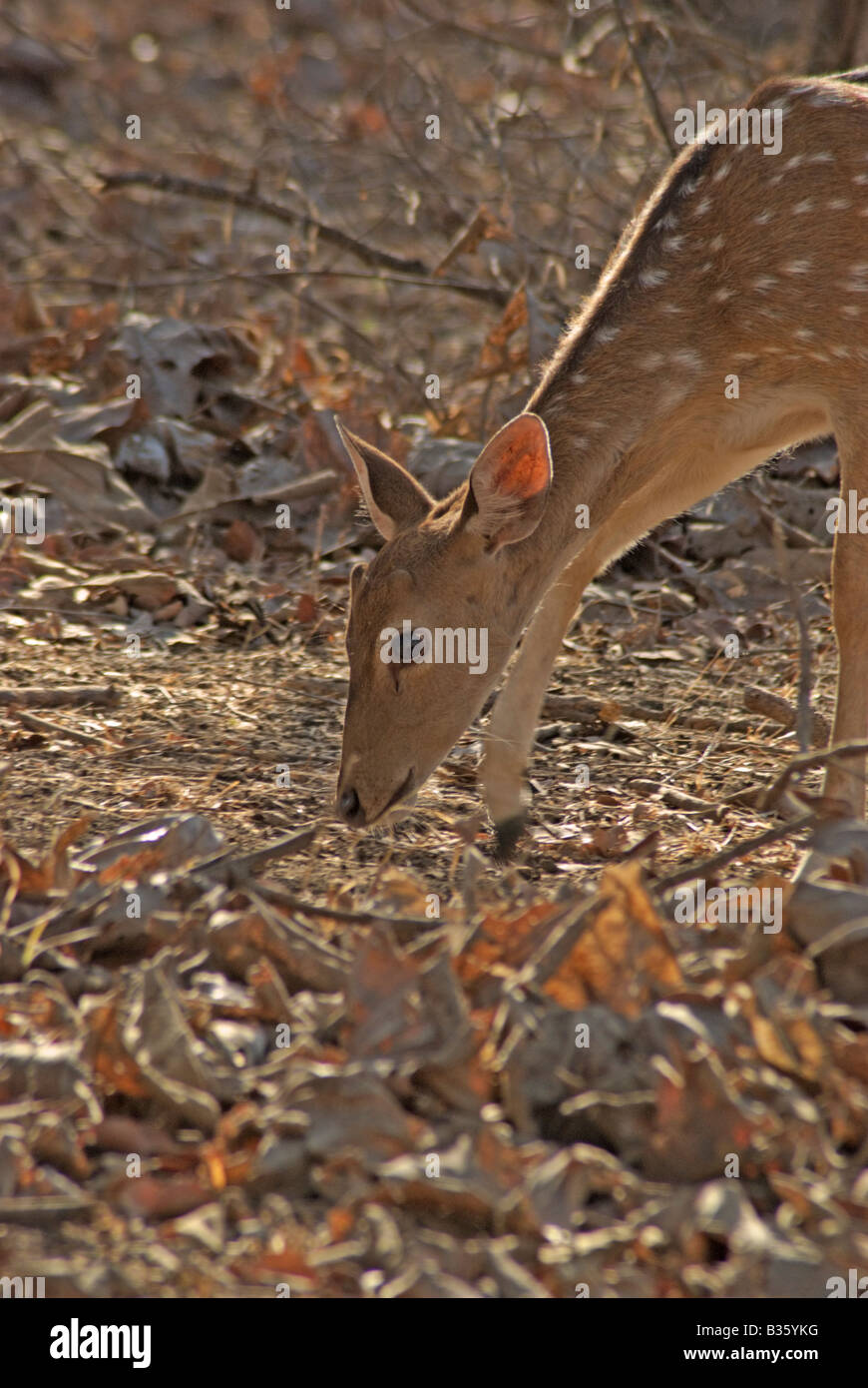 Chital eating hi-res stock photography and images - Alamy