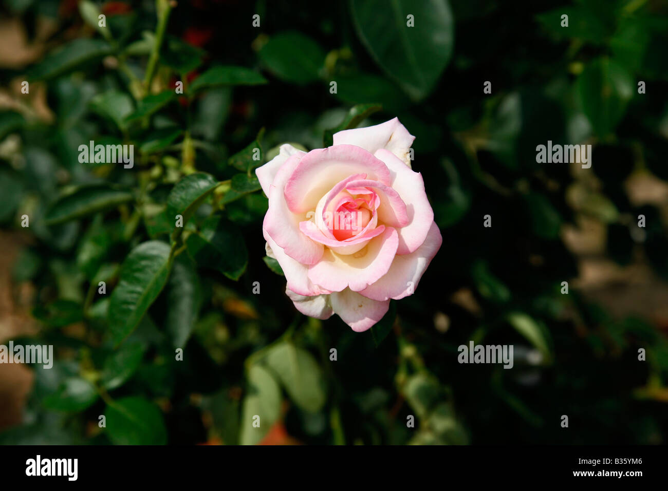 Rose of india hi-res stock photography and images - Alamy
