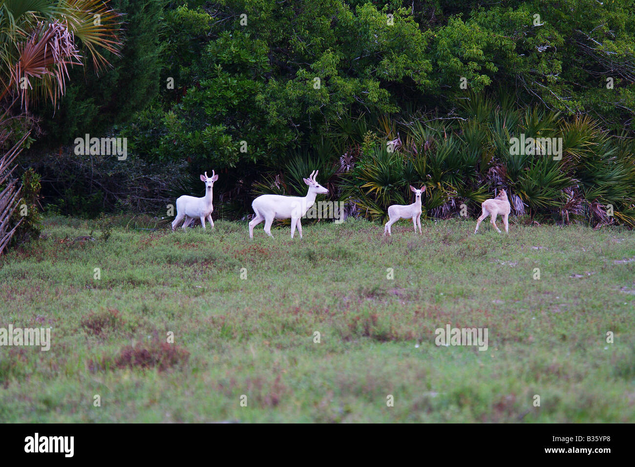 A family of pure white deer two bucks two fawns grazing on Cumberland ...