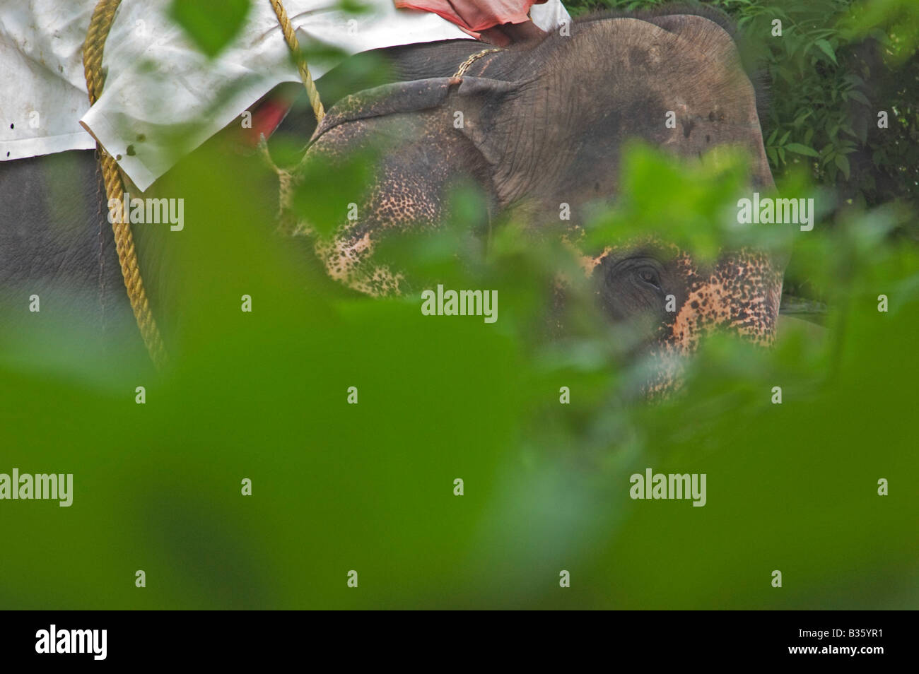 Elephant carrying load hi-res stock photography and images - Alamy