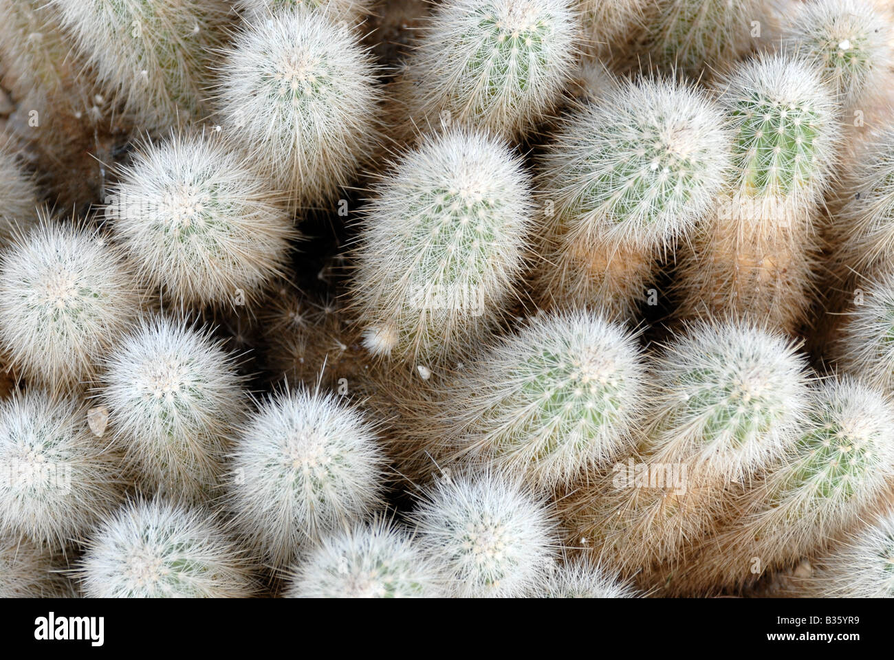 Close-up photograph of a cluster of thin, furry cactus plants housed in ...