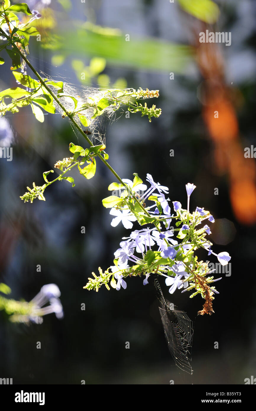 Turkish flower hi-res stock photography and images - Alamy
