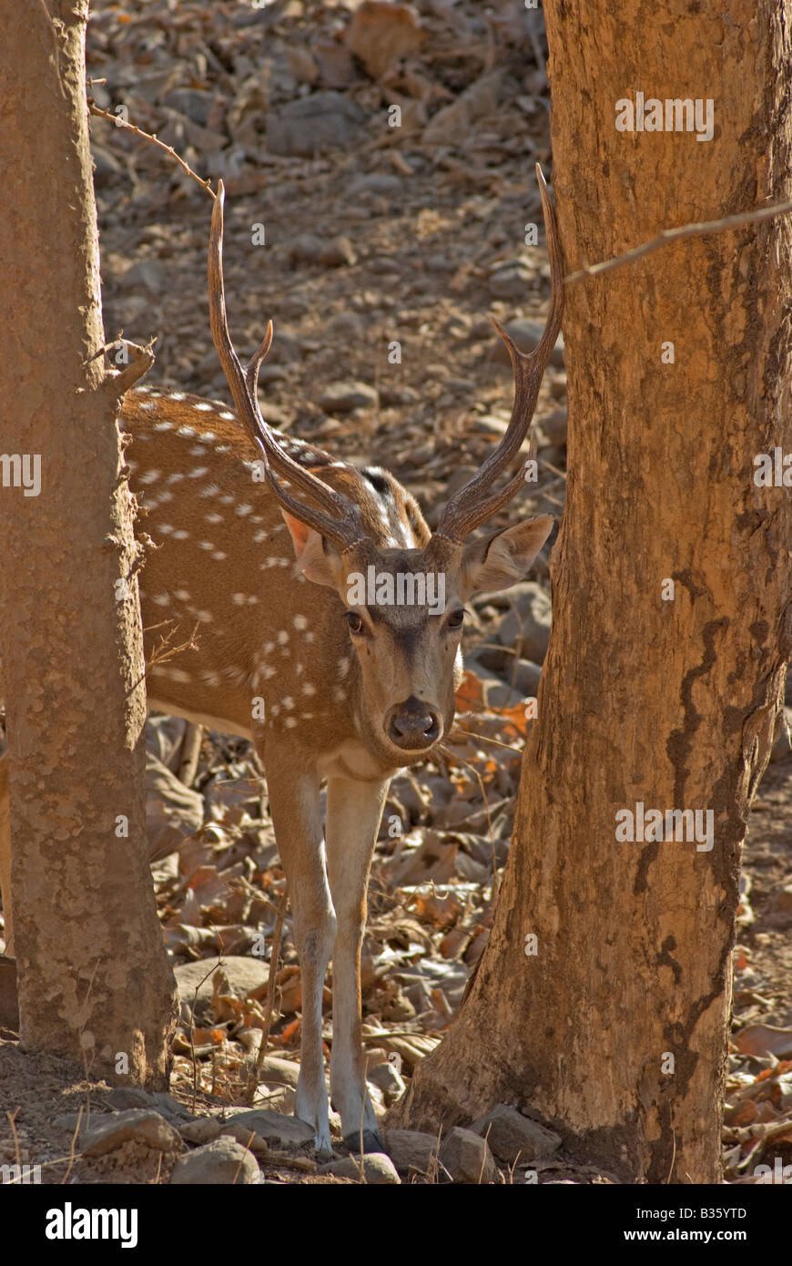 antler antlers closeup close up close-up Stock Photo - Alamy