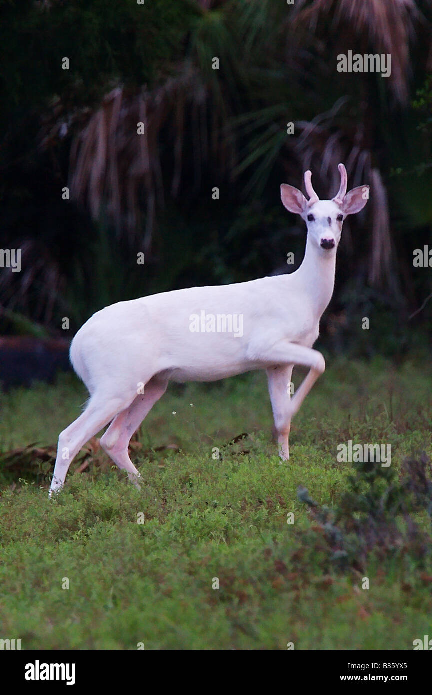 White Eyed Buck