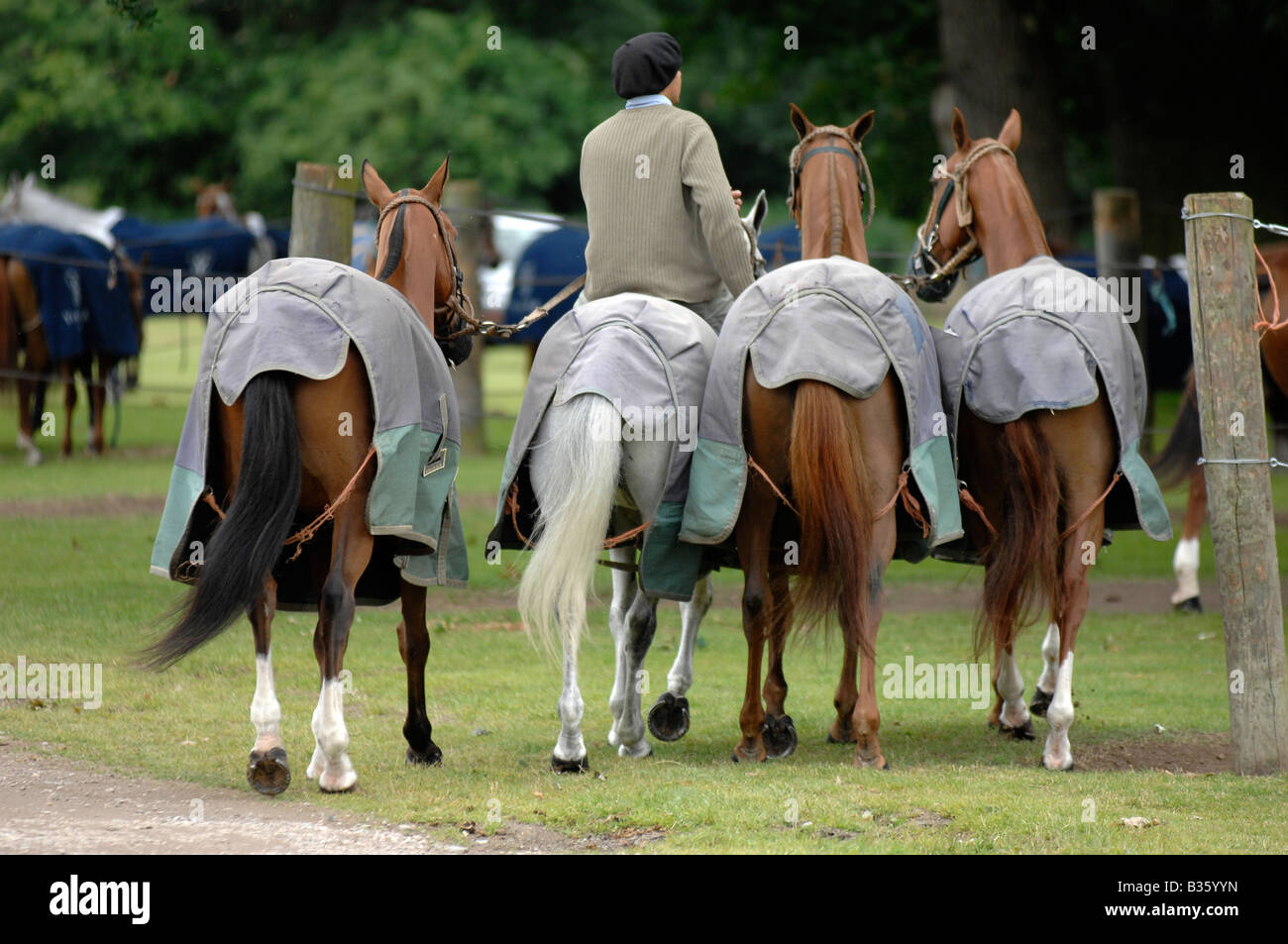 Polo pony ponies horses hi-res stock photography and images - Alamy
