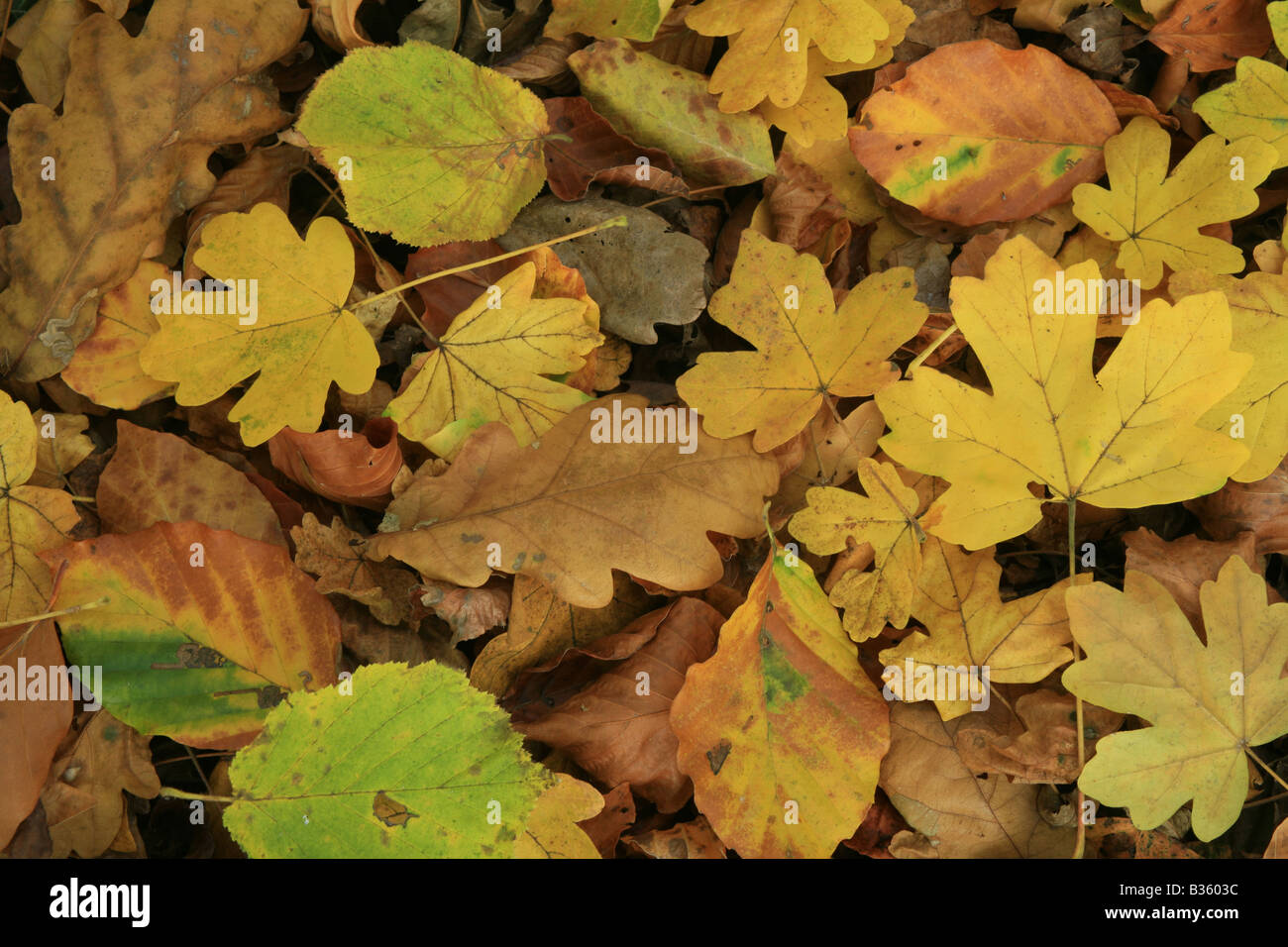 Autumn leaves scattered on ground hi-res stock photography and images ...
