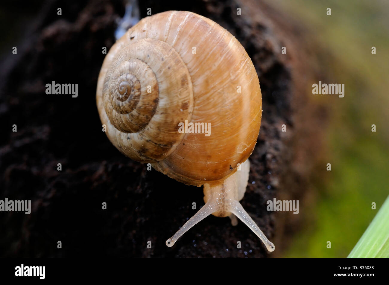 Snail Feeler High Resolution Stock Photography and Images - Alamy
