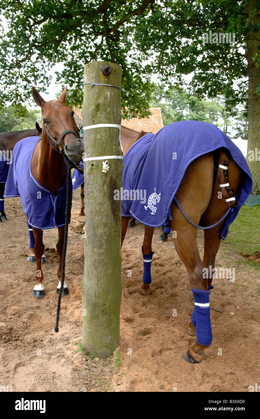 Polo pony ponies horses hi-res stock photography and images - Alamy