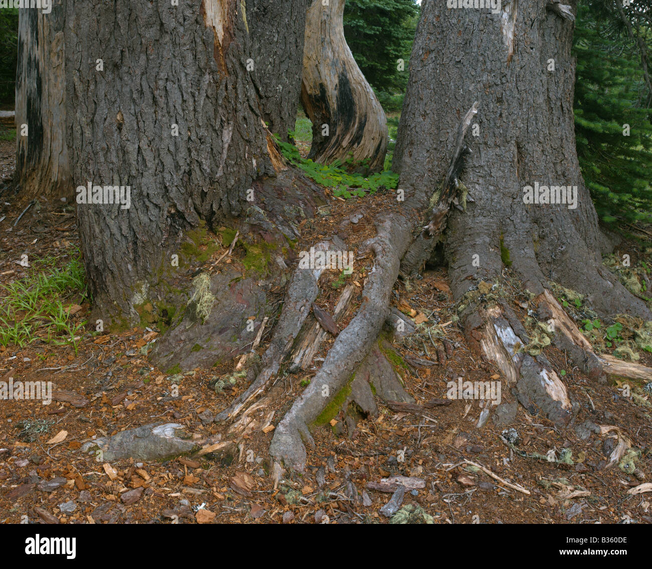 A close up detail of the bottom and roots of a large pine tree in a ...