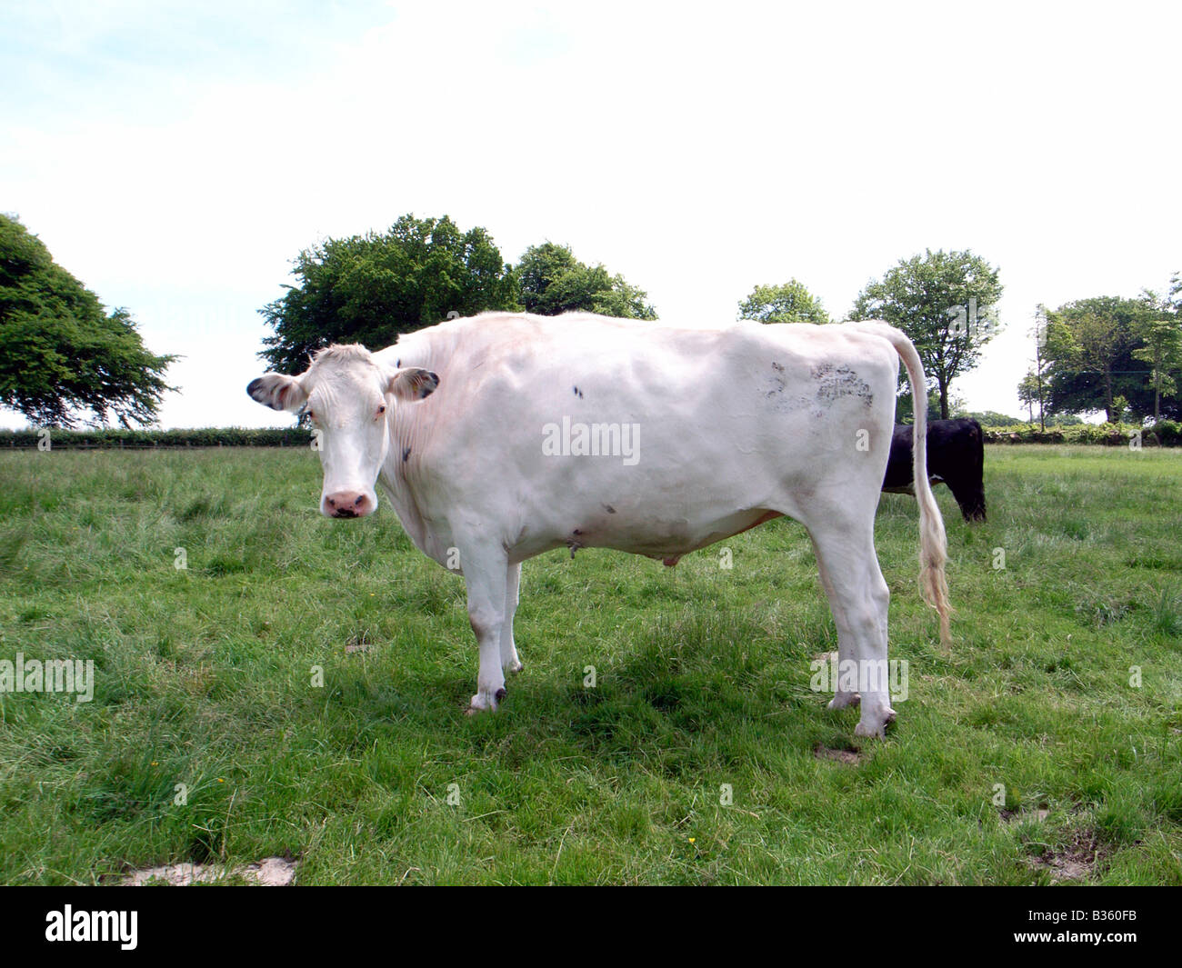 Cow beef bull hi-res stock photography and images - Alamy