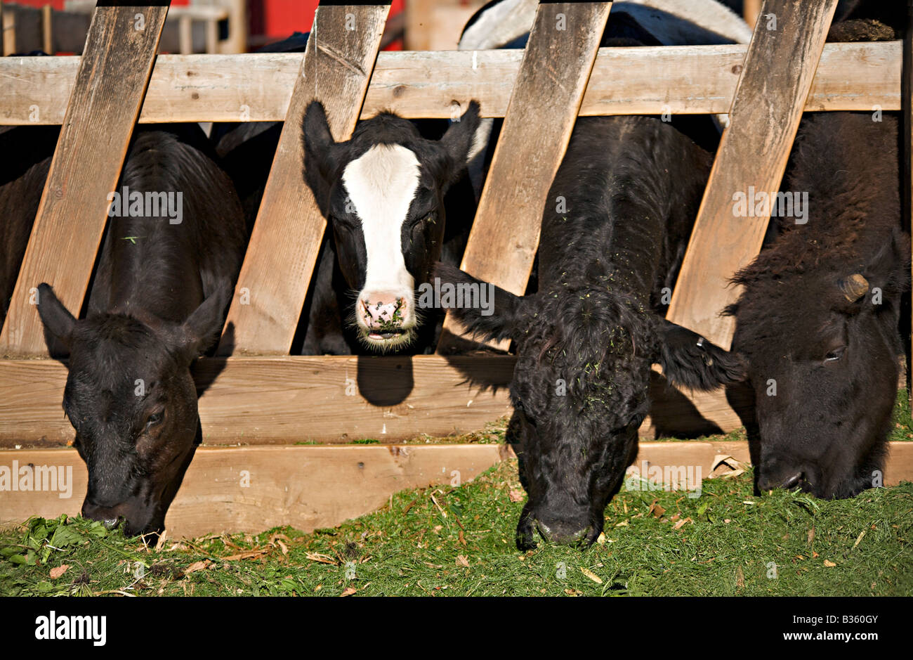 Domesticated cows in a farm Stock Photo - Alamy