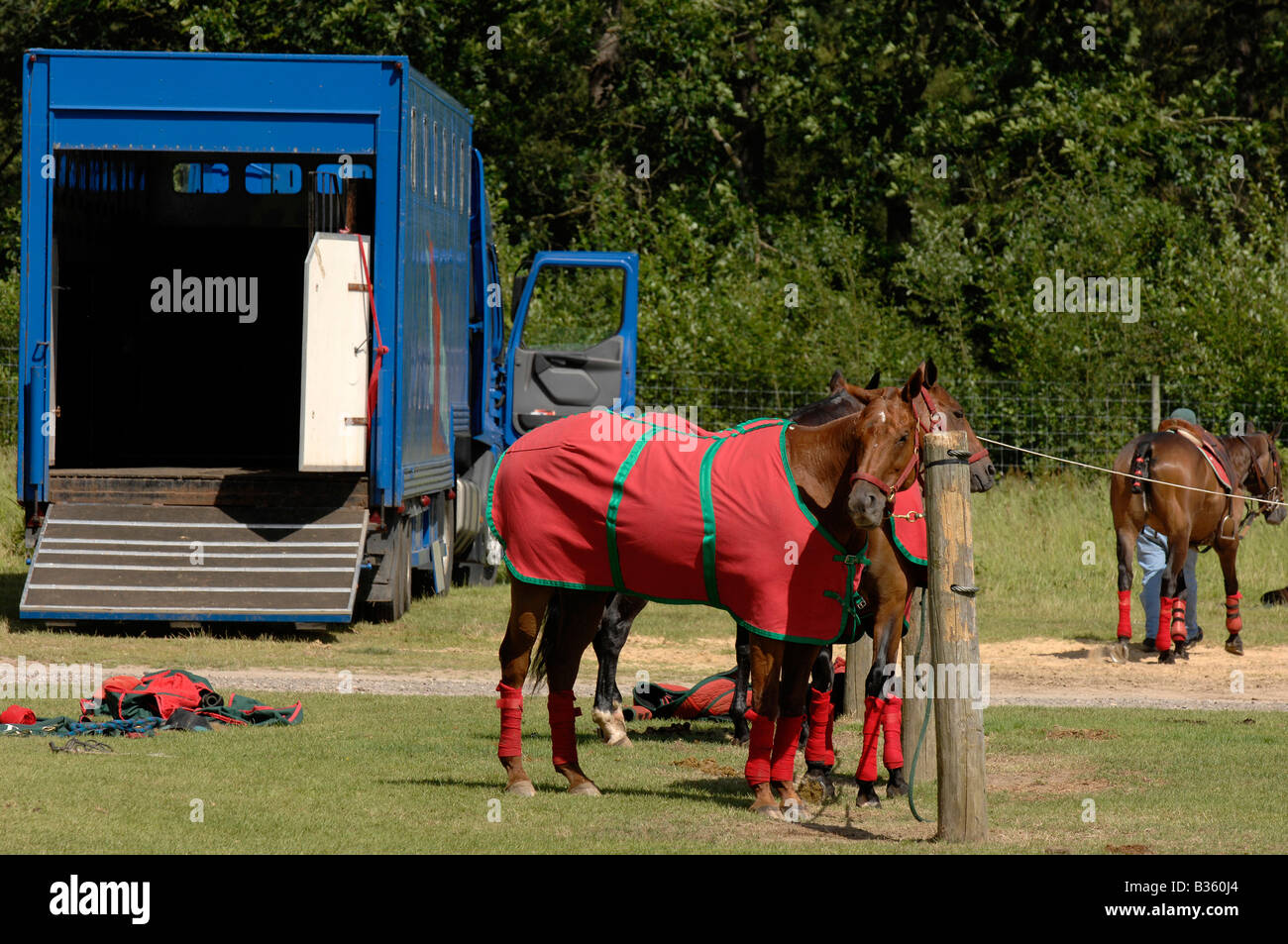 Polo pony ponies horses hi-res stock photography and images - Alamy