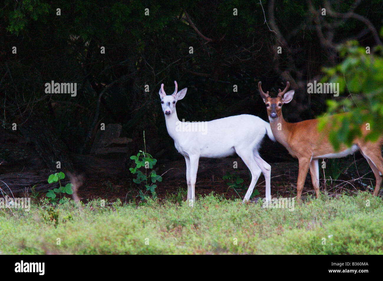 A pair of White tailed deer one pure white and one brown graze on ...