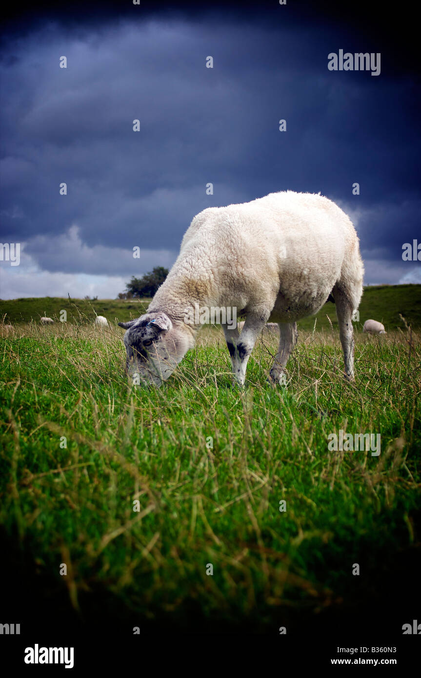 Hungry sheep hi-res stock photography and images - Alamy