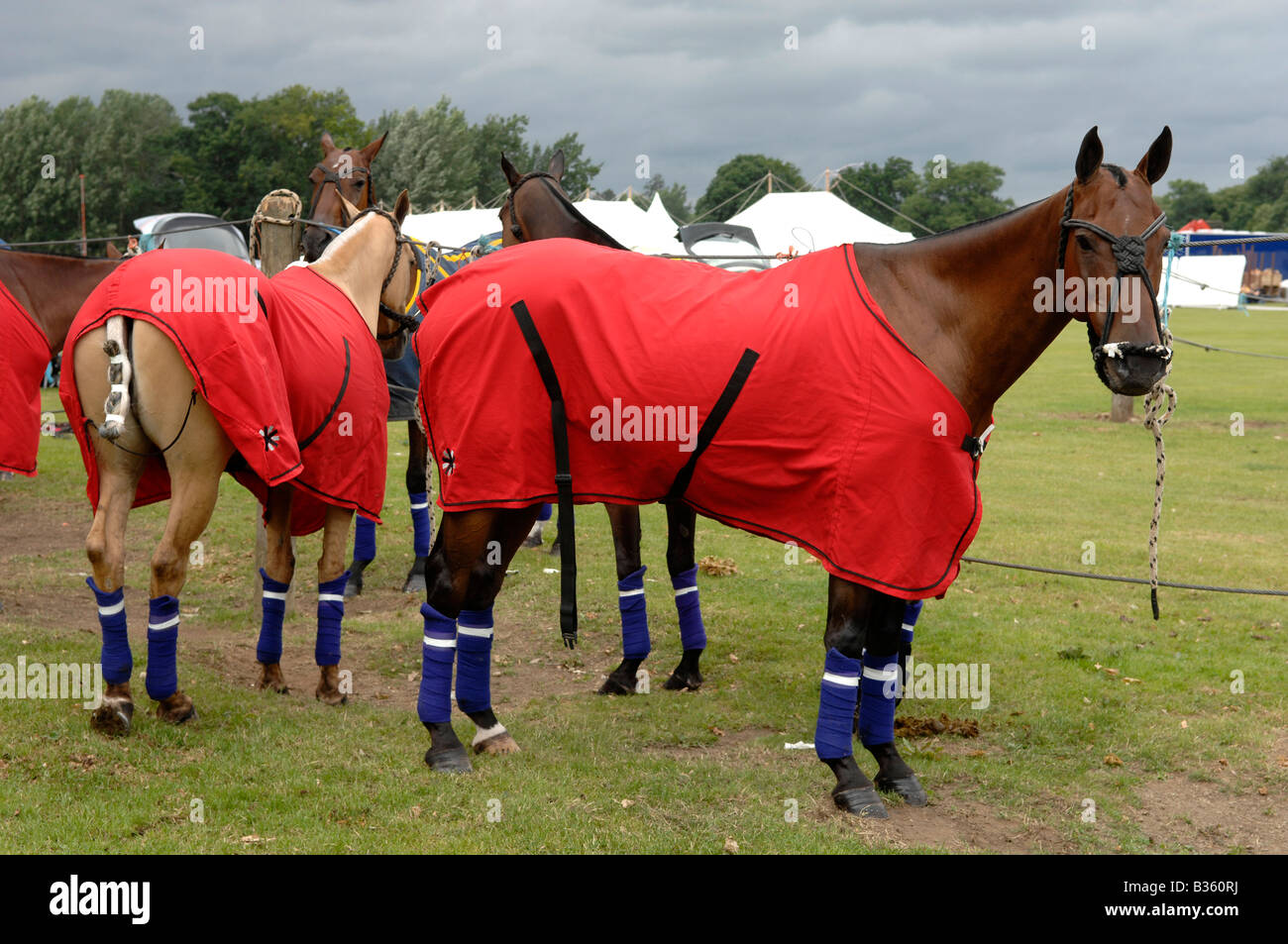 Polo pony ponies horses hi-res stock photography and images - Alamy