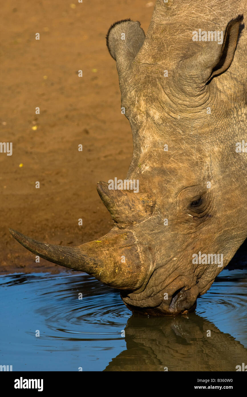 Rhino drinking hi-res stock photography and images - Alamy