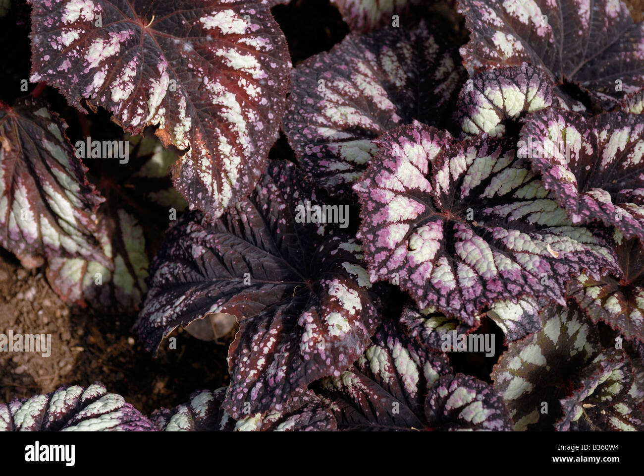 Foliage of a tropical begonia Stock Photo - Alamy
