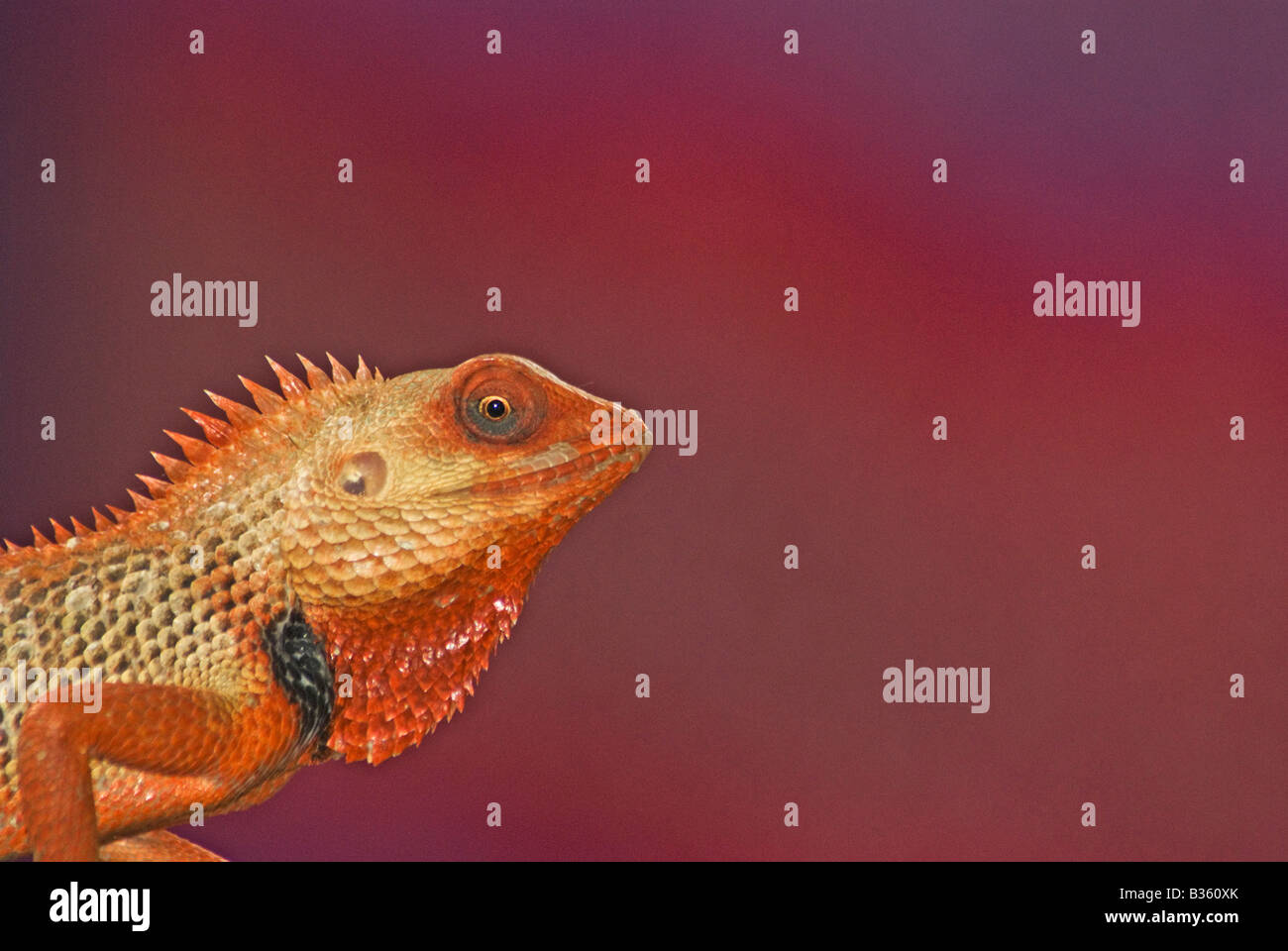 male Oriental Garden Lizard Calotes versicolor Stock Photo - Alamy