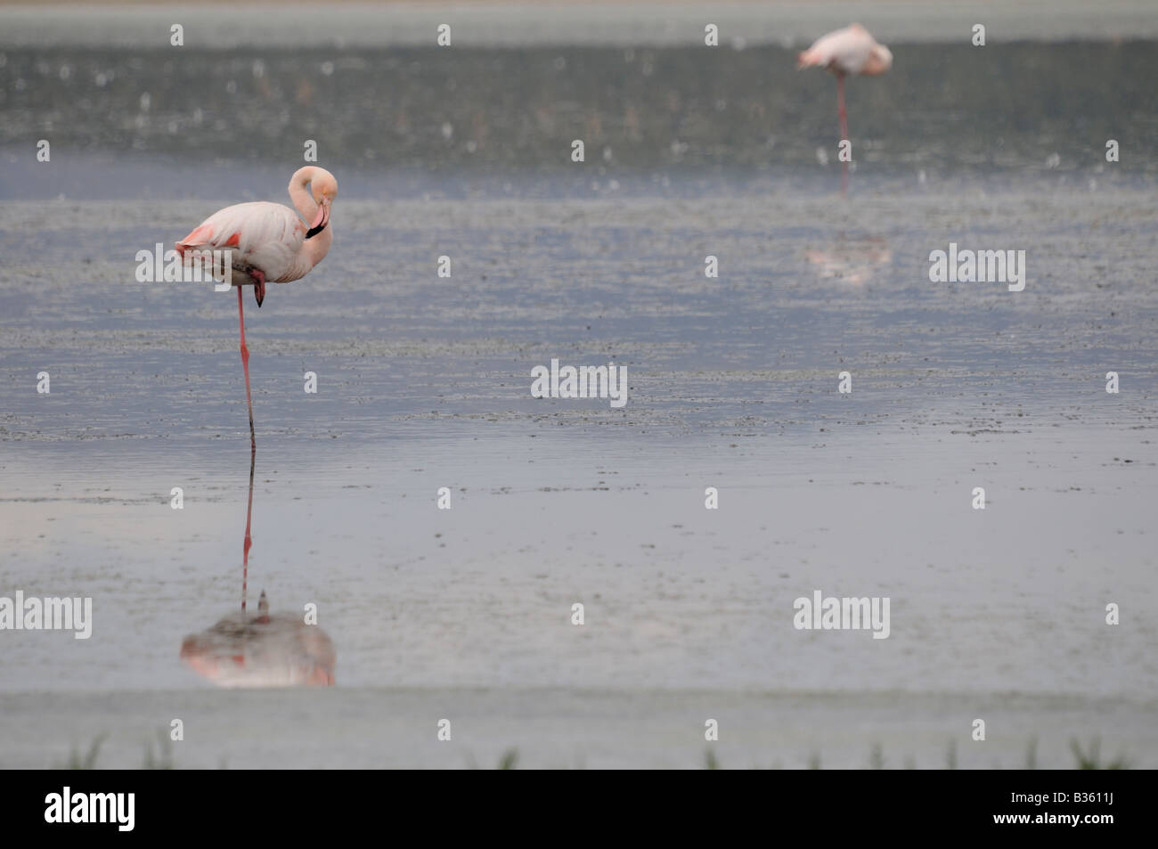 a picture of a flamingo Stock Photo - Alamy