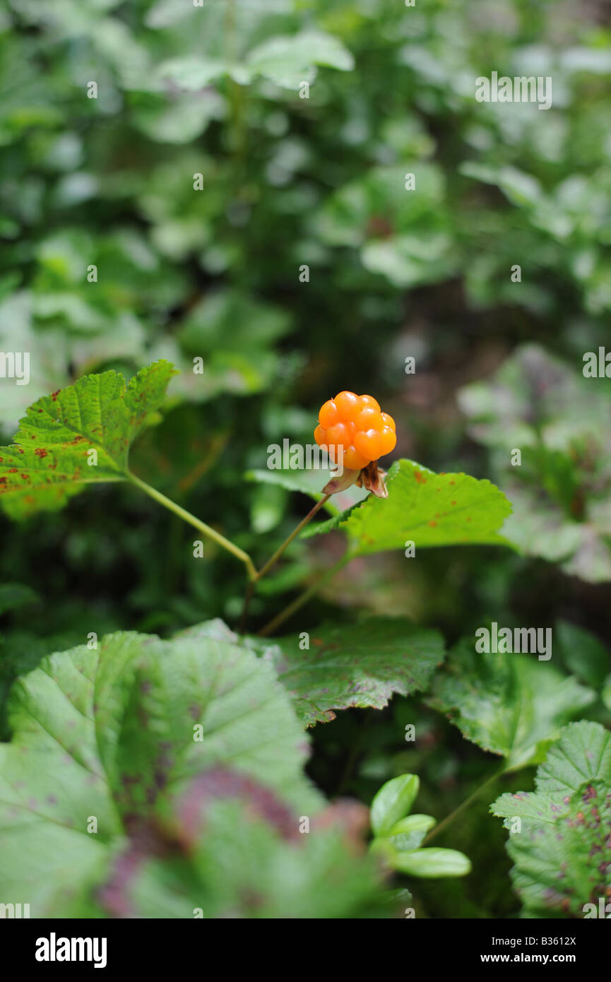 Cloudberry - Rubus chamaemorus is a flowering plant in the rose family ...