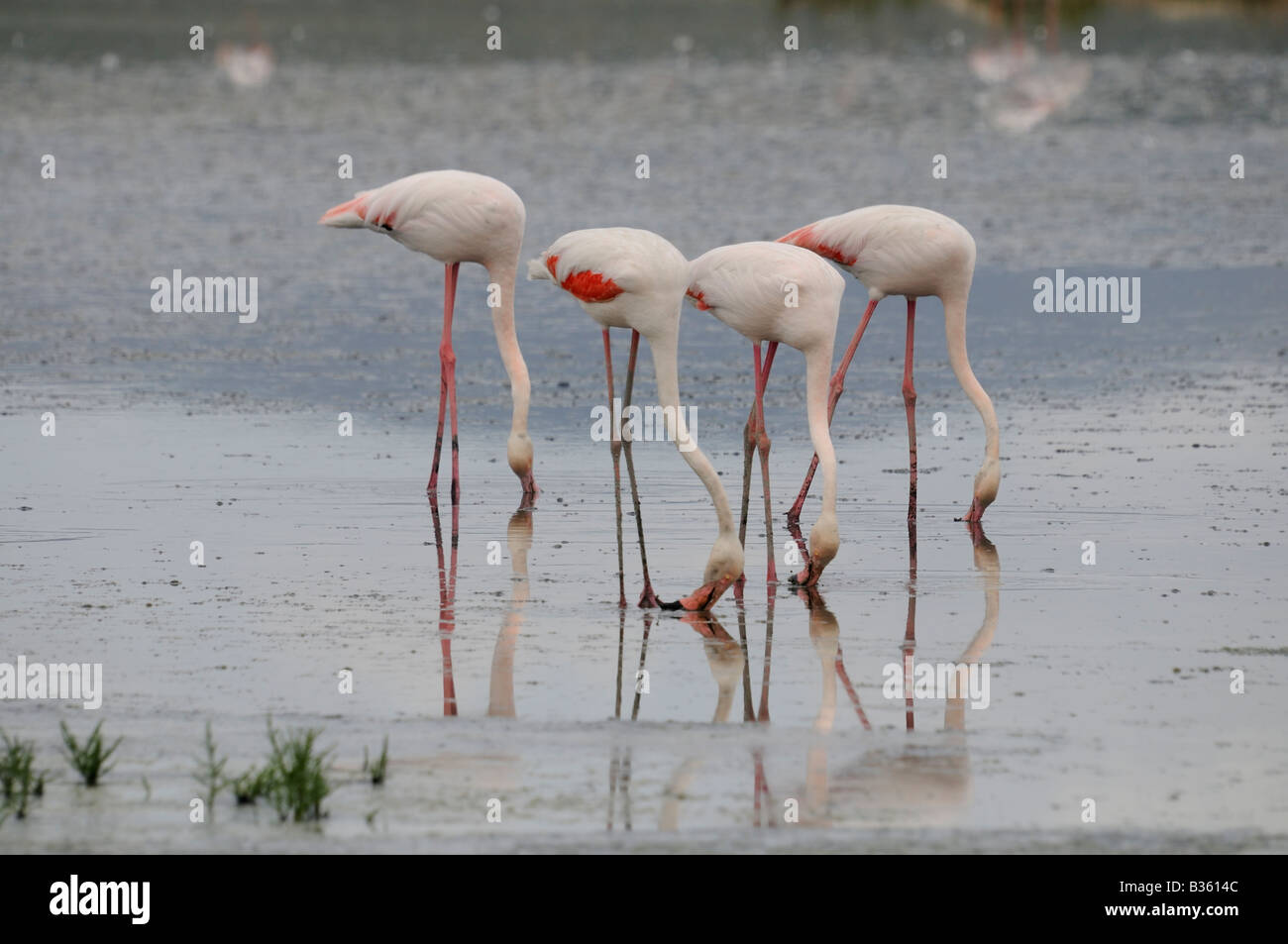 a picture of a several flamingos Stock Photo - Alamy