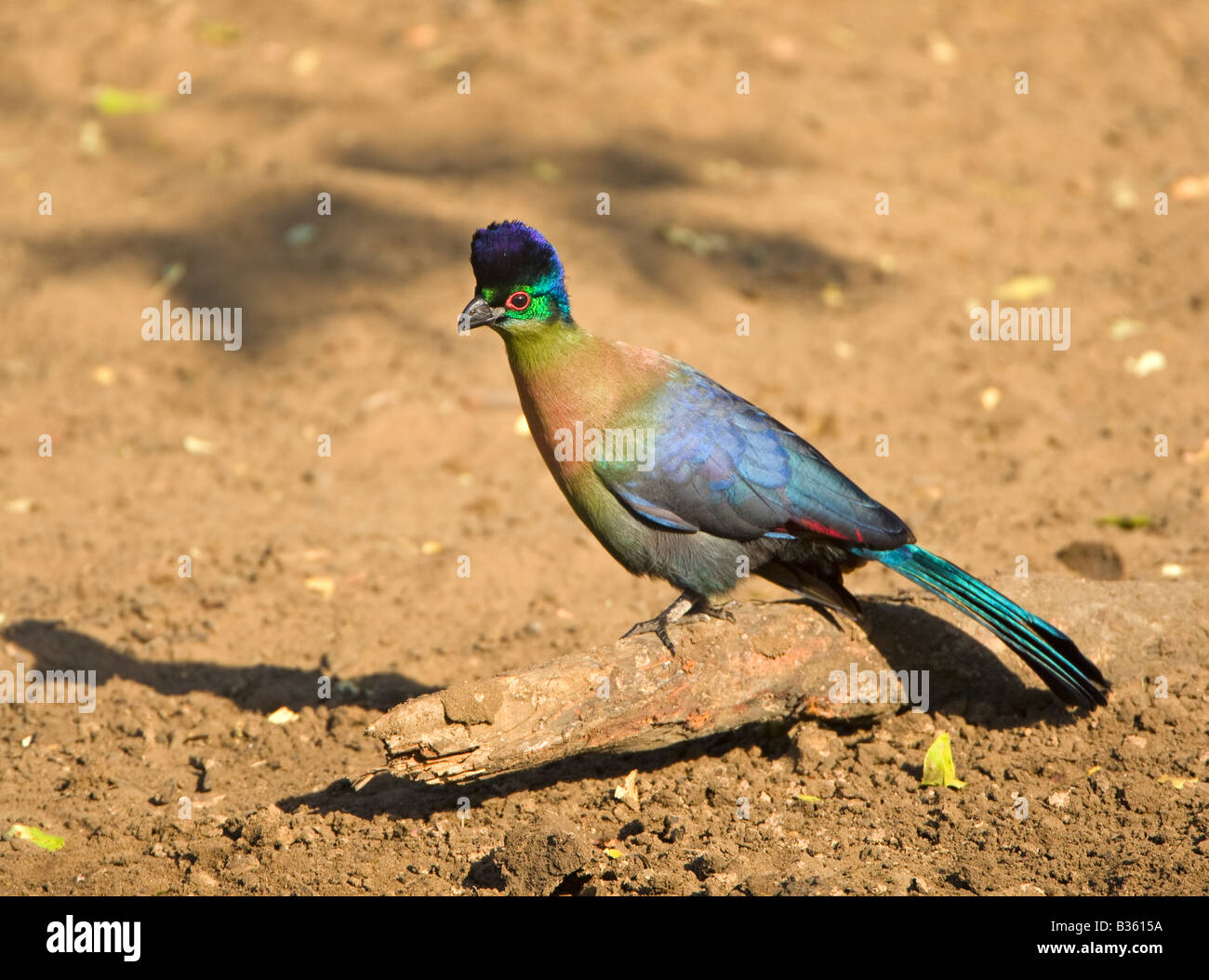 Lourie hi-res stock photography and images - Alamy