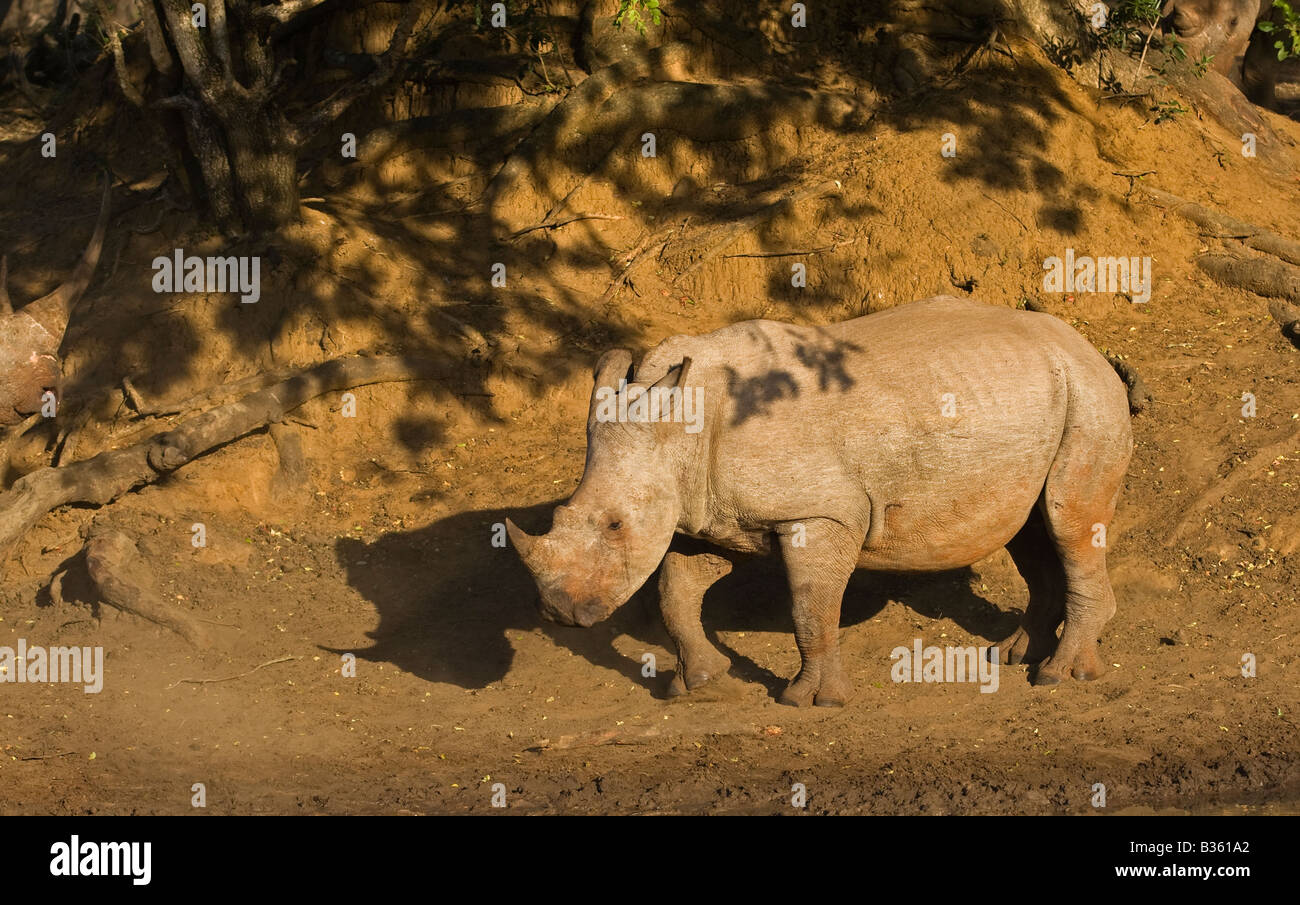Rhino running hi-res stock photography and images - Alamy