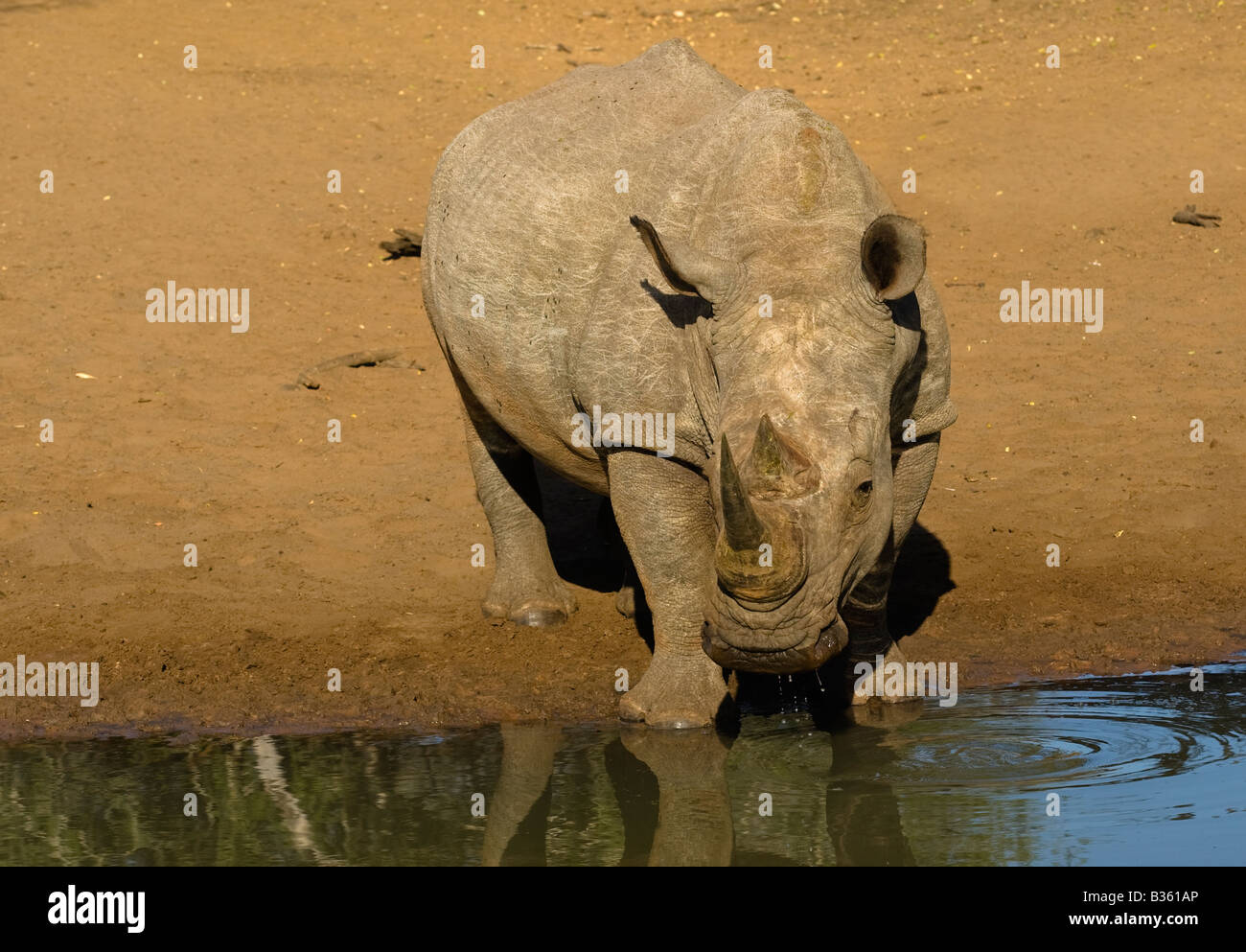 Rhino drinking hi-res stock photography and images - Alamy