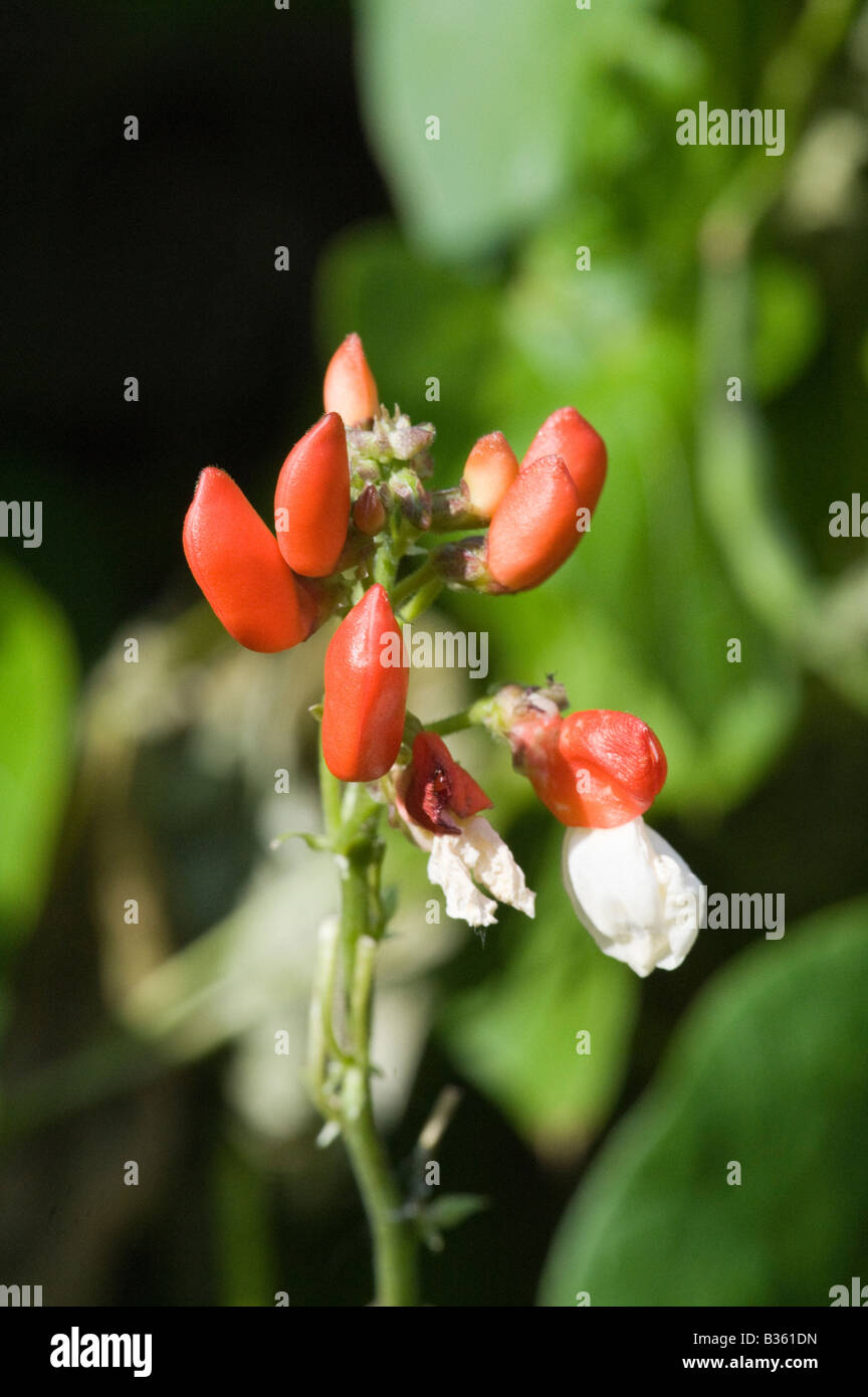 Scarlet Runner bean plant with red and white flowers growing in an ...