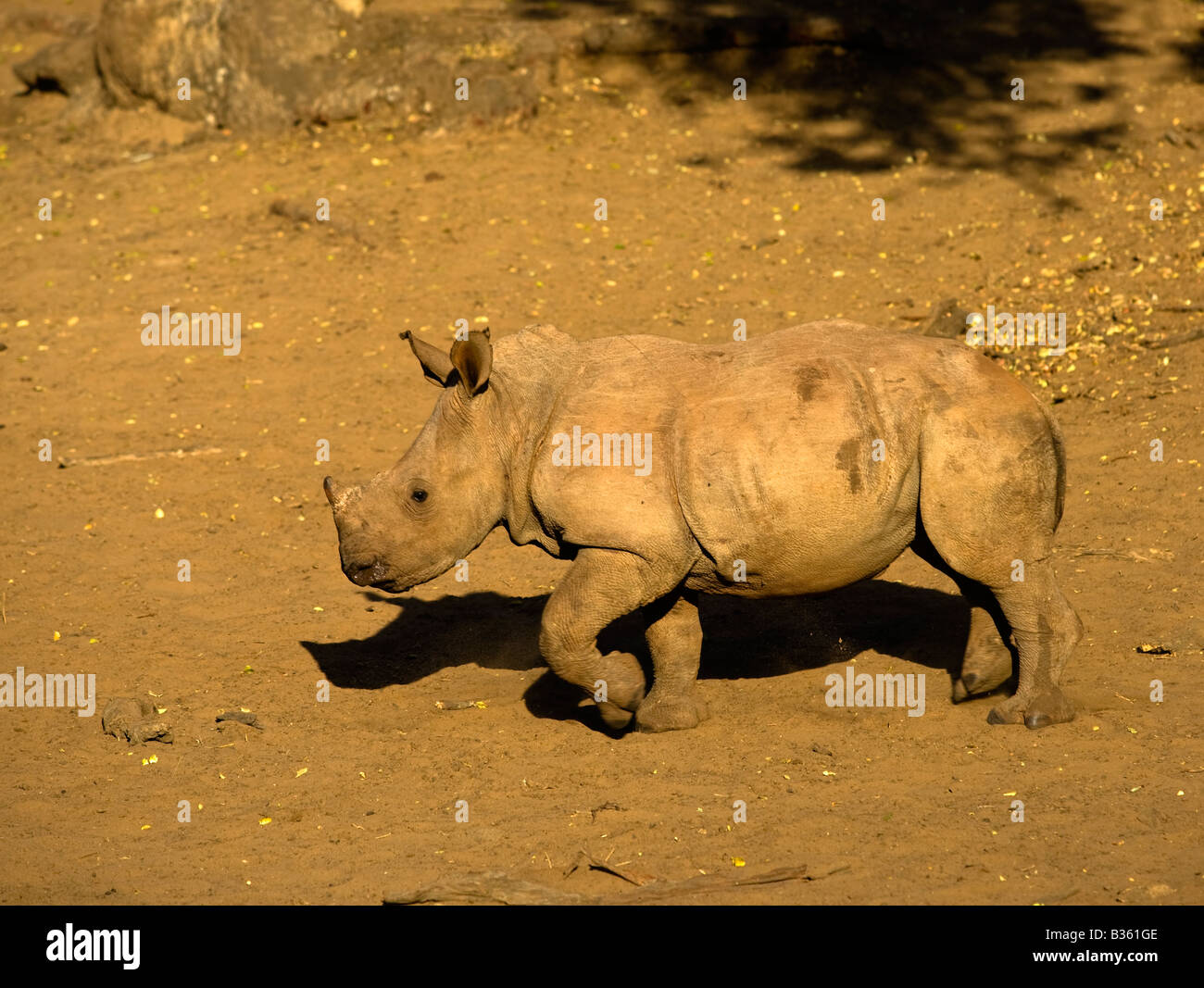 Rhino running hi-res stock photography and images - Alamy