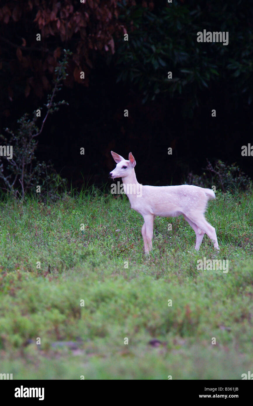 A pure white deer fawn grazes on Cumberland Island Georgia Stock Photo ...