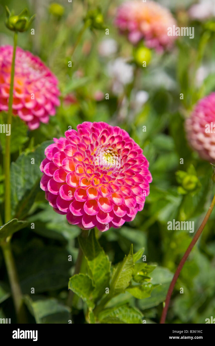 Santal hi-res stock photography and images - Alamy