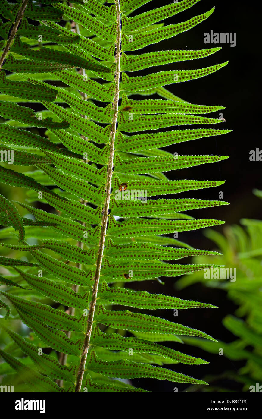 Sword fern hi-res stock photography and images - Alamy