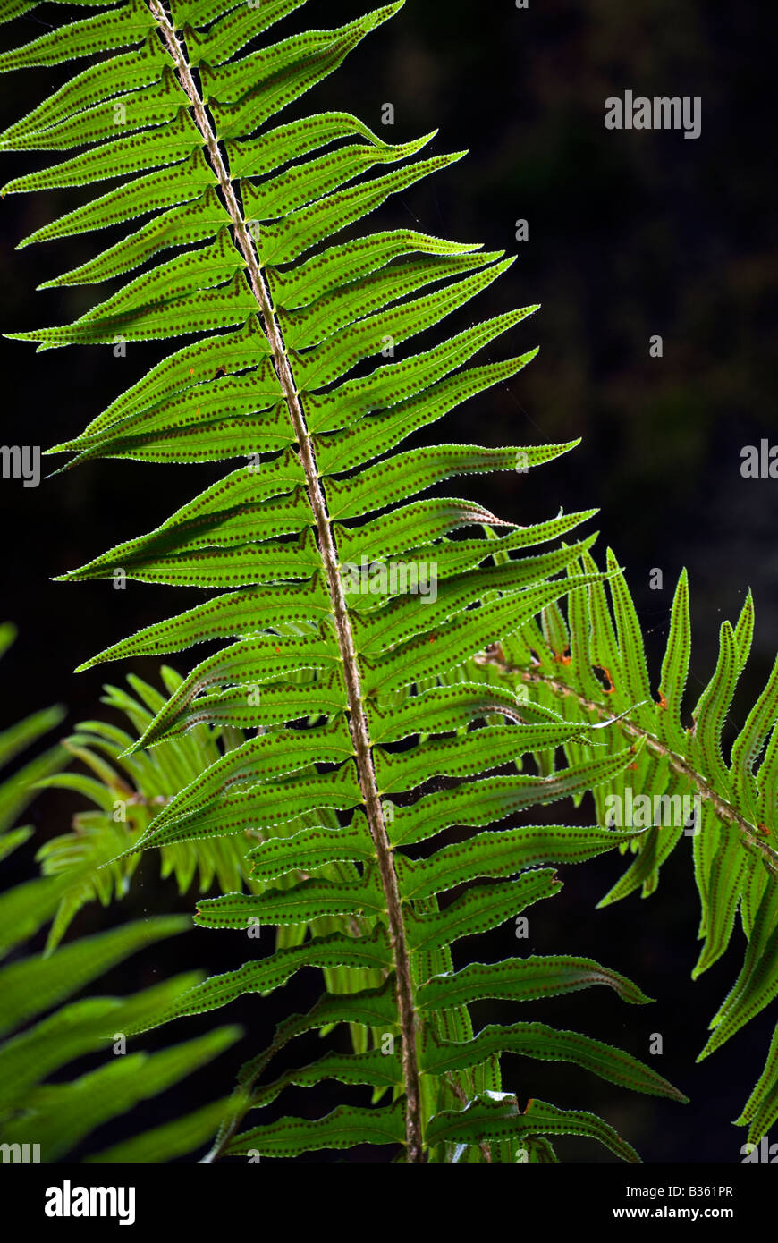Common sword fern, Polystichum munitum Stock Photo - Alamy